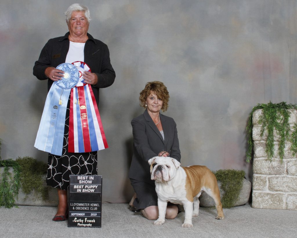 Mowgli – Rugerlane Bulldogs